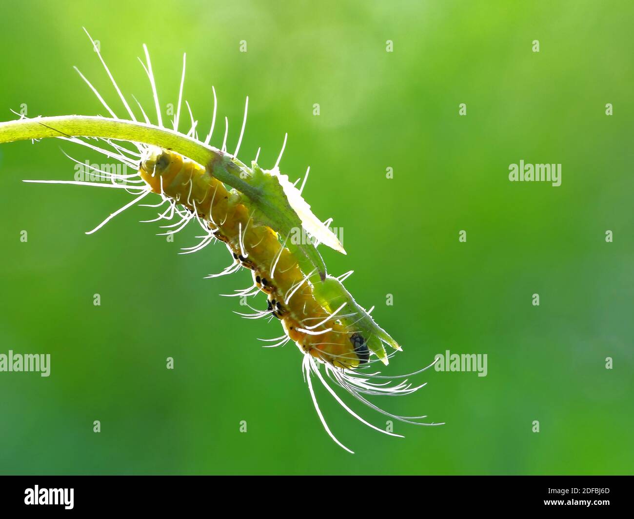 Insect activity in daily life Stock Photo - Alamy