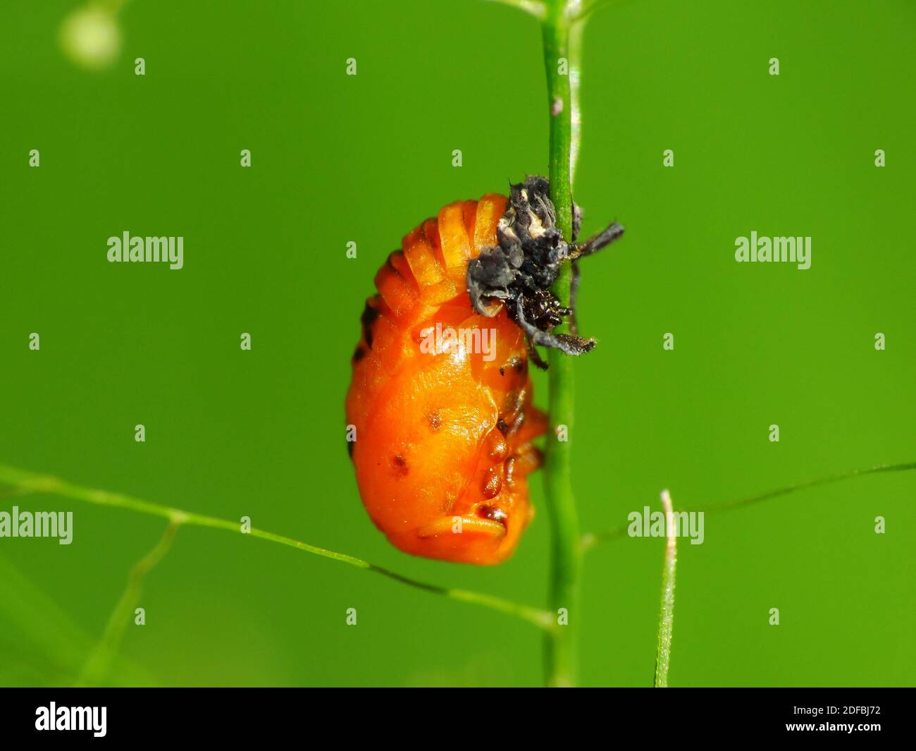 Insect activity in daily life Stock Photo - Alamy
