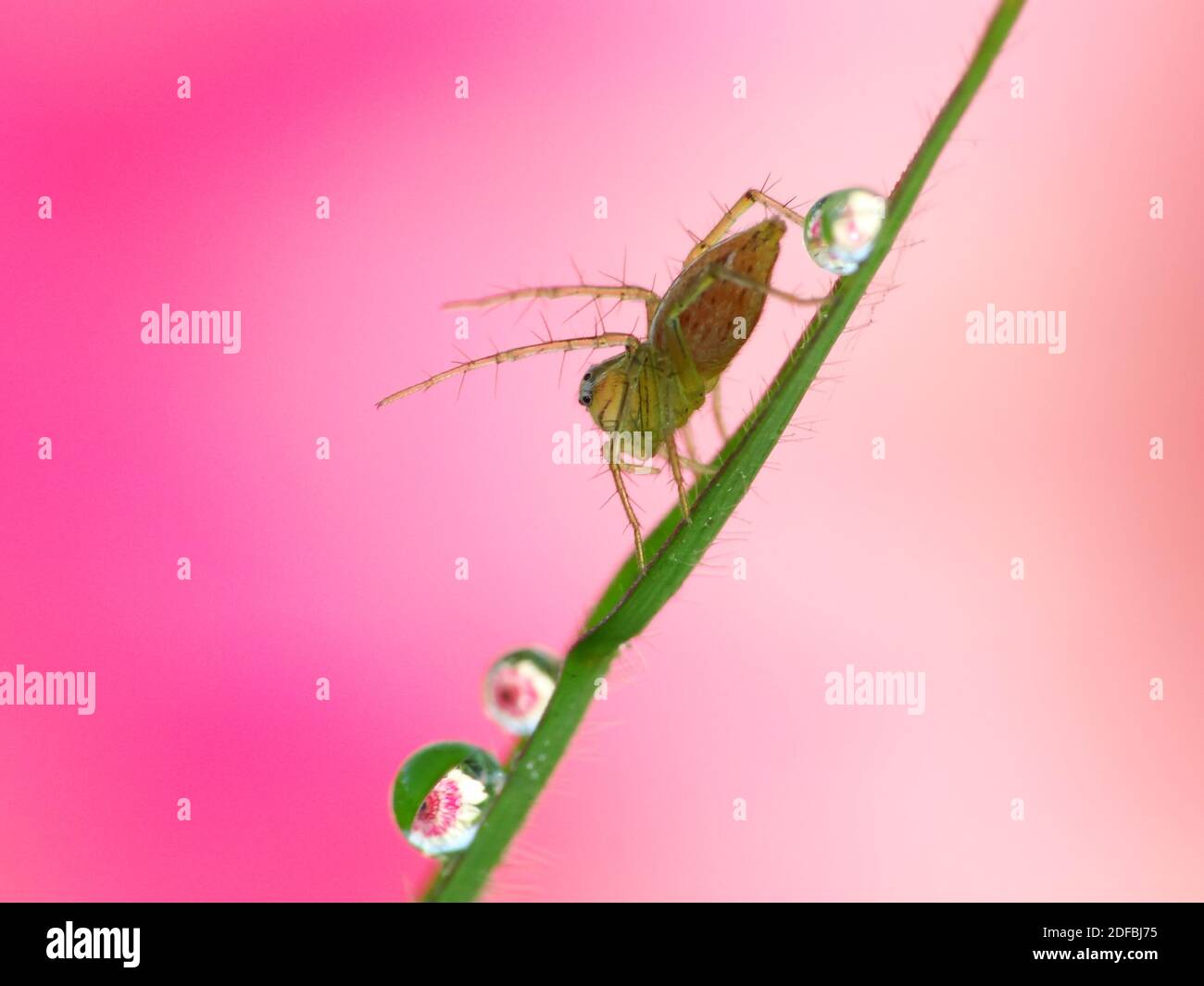 Insect activity in daily life Stock Photo - Alamy