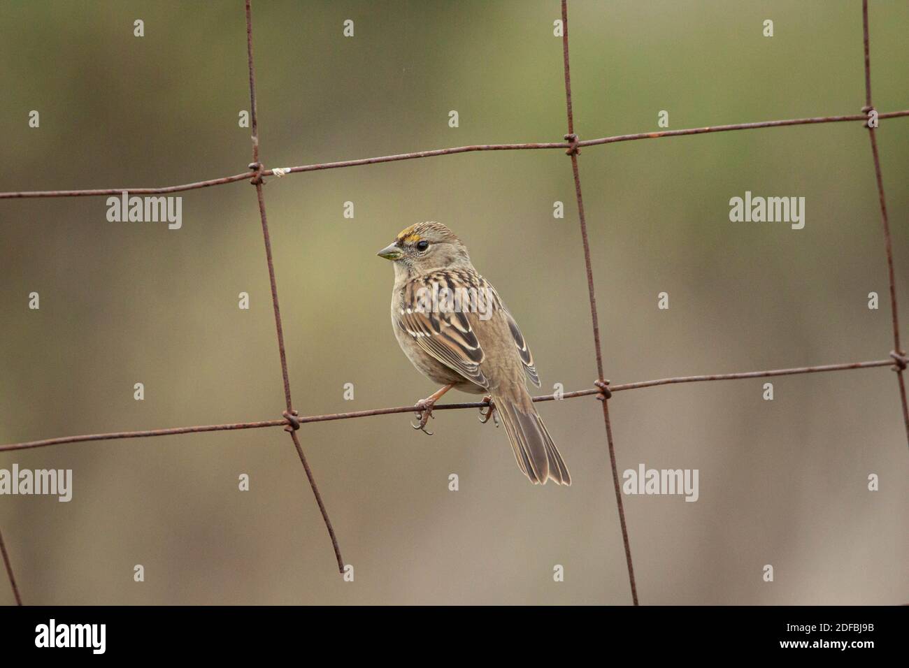 Birds on fence hi-res stock photography and images - Alamy