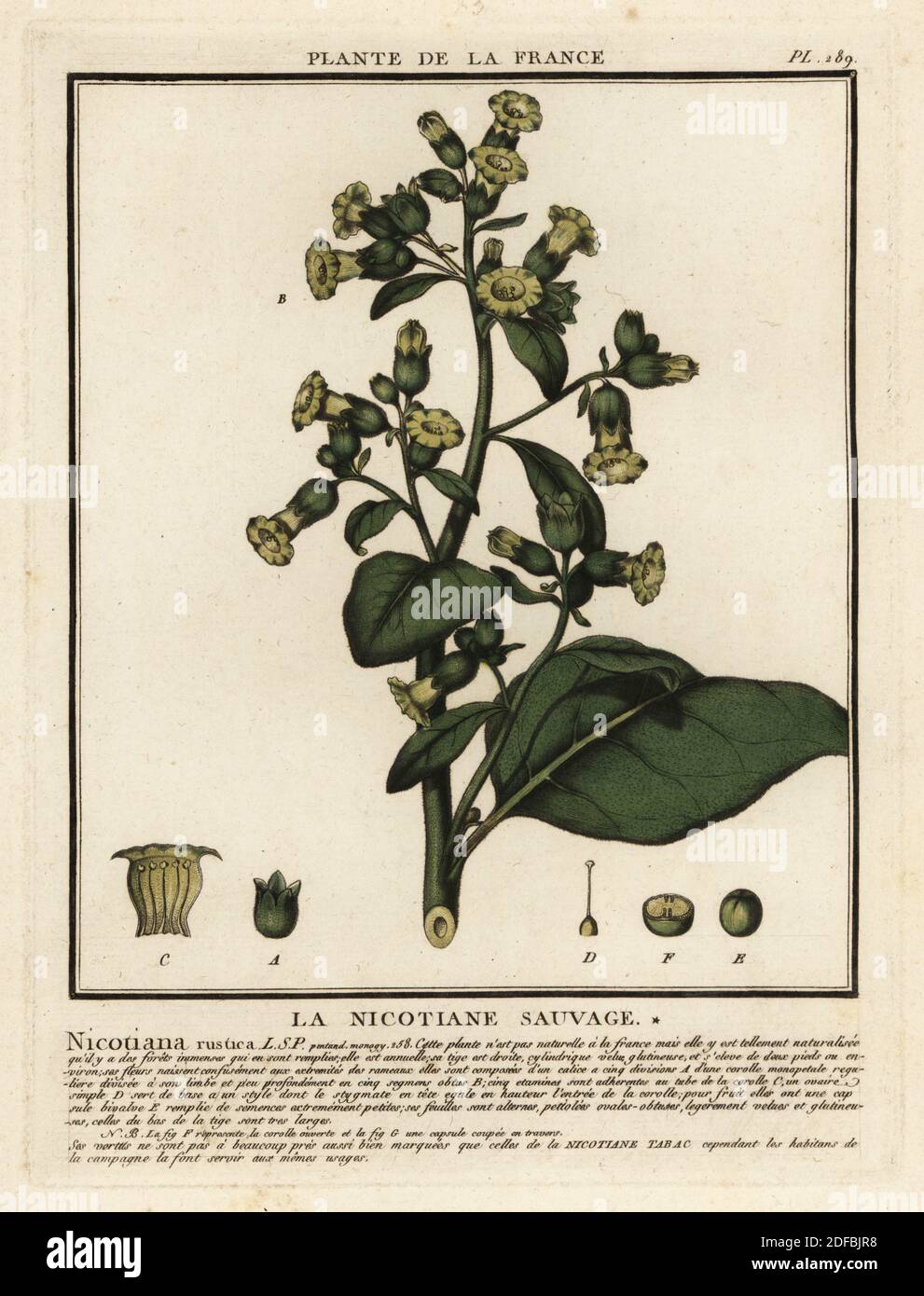 Mapacho la nicotiane sauvage nicotiana rustica hi-res stock photography ...