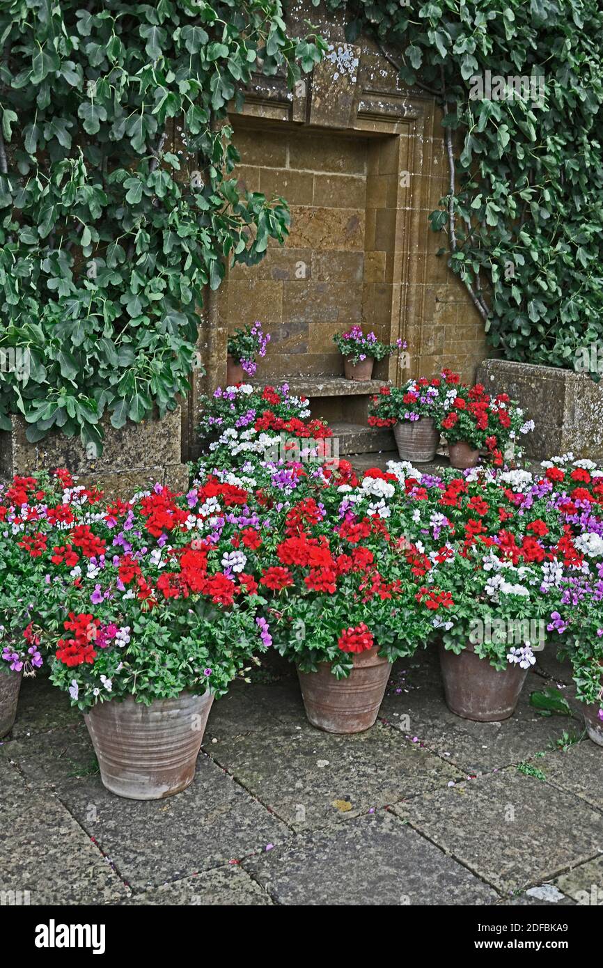 Colourful display of Geraniums Pelargoniums in containers Stock Photo ...