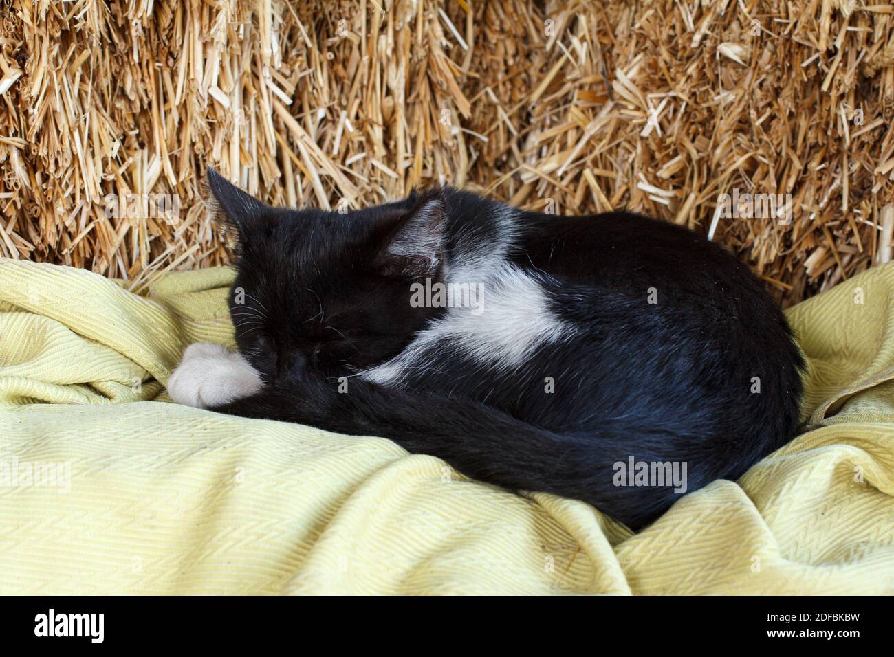 Black and white kitten is sleeping on a straw stack Stock Photo - Alamy