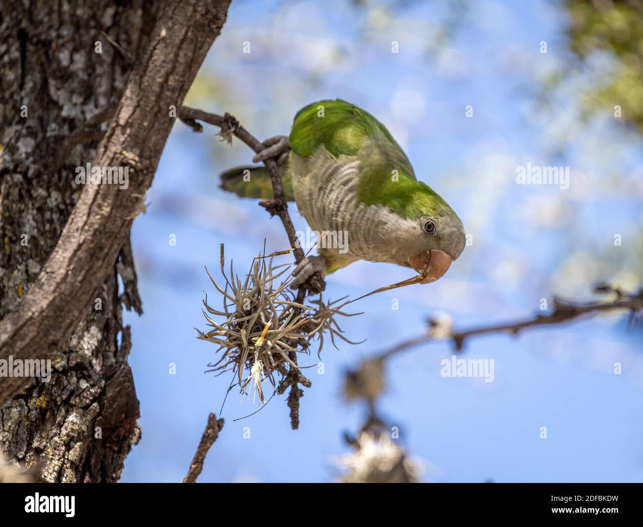 Myiopsitta monachus mexico hi-res stock photography and images - Alamy