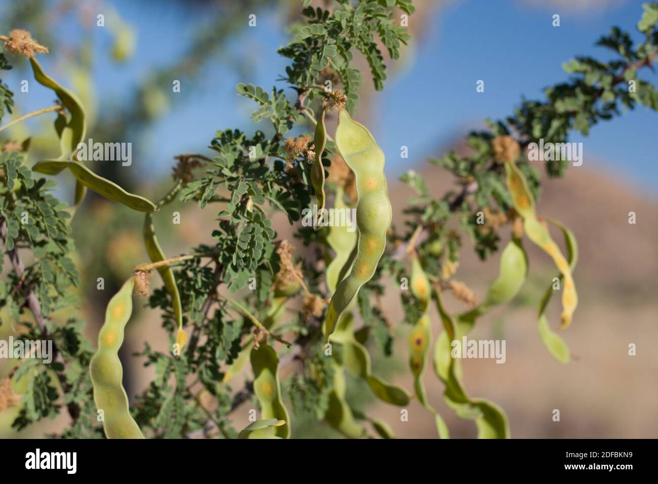 Green immature legume fruit, Catclaw, Senegalia Greggii, Fabaceae ...