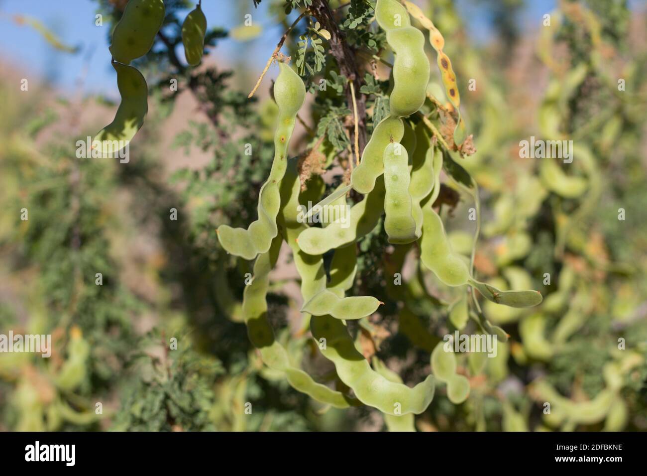 Fruit tree family tree hi-res stock photography and images - Alamy