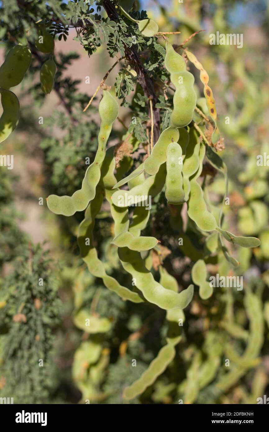 Fruit tree family tree hi-res stock photography and images - Alamy