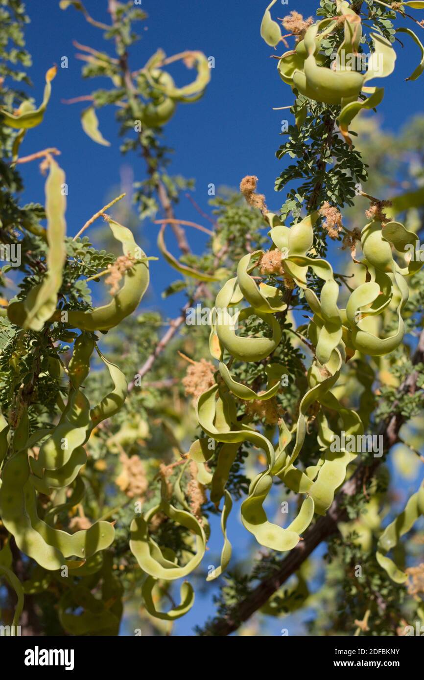 Senegalia greggii hi-res stock photography and images - Alamy
