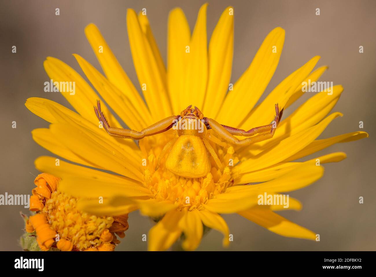 El cimatario hi-res stock photography and images - Alamy