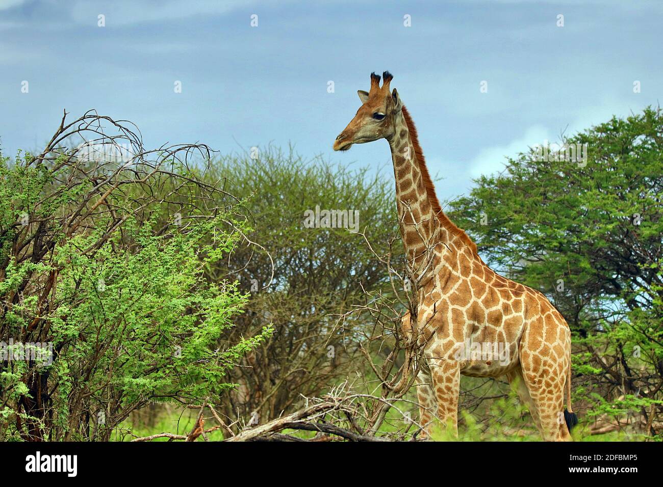 Giraffe eating leaves from tree hi-res stock photography and images - Alamy