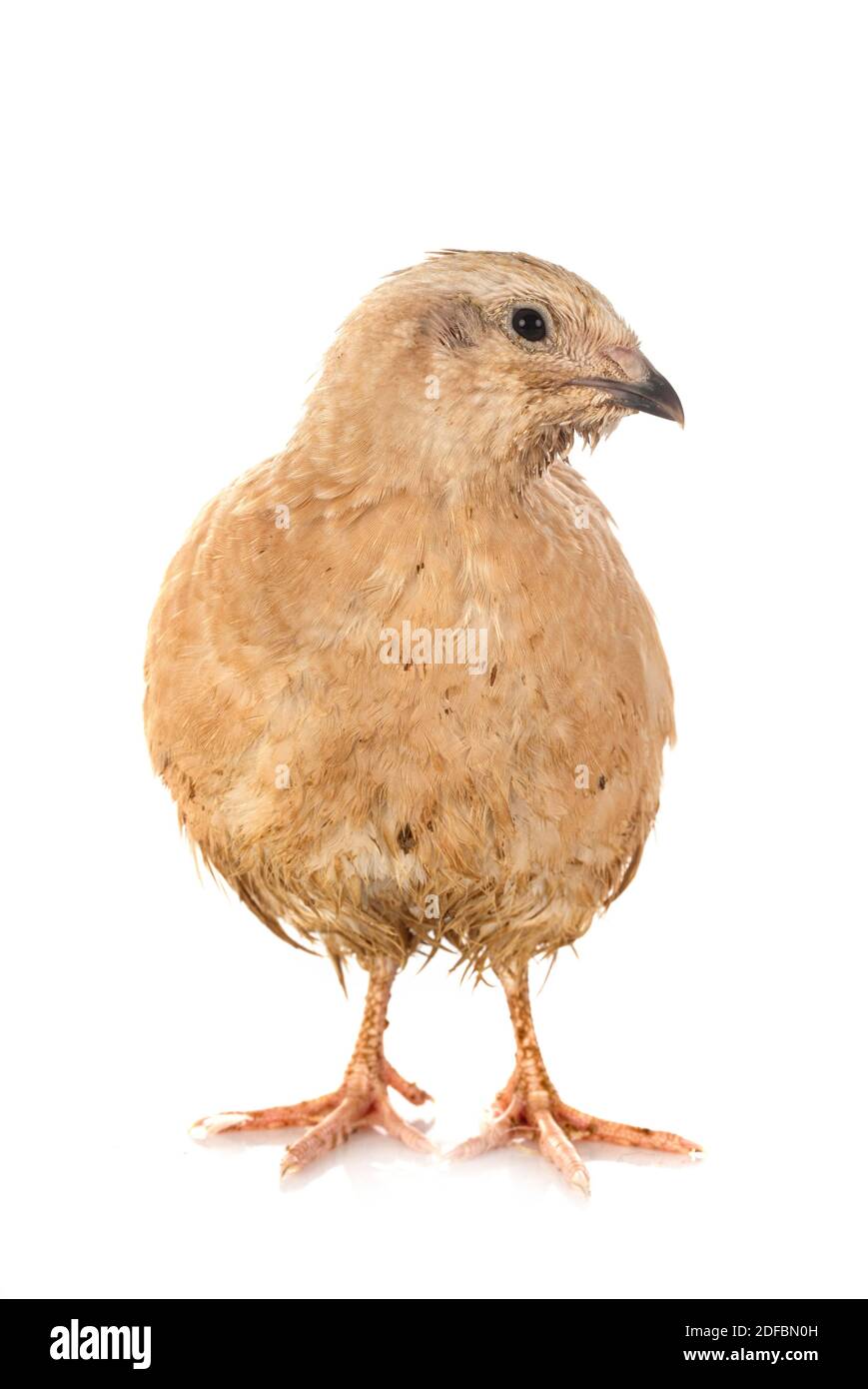 japanese quail in front of white background Stock Photo - Alamy