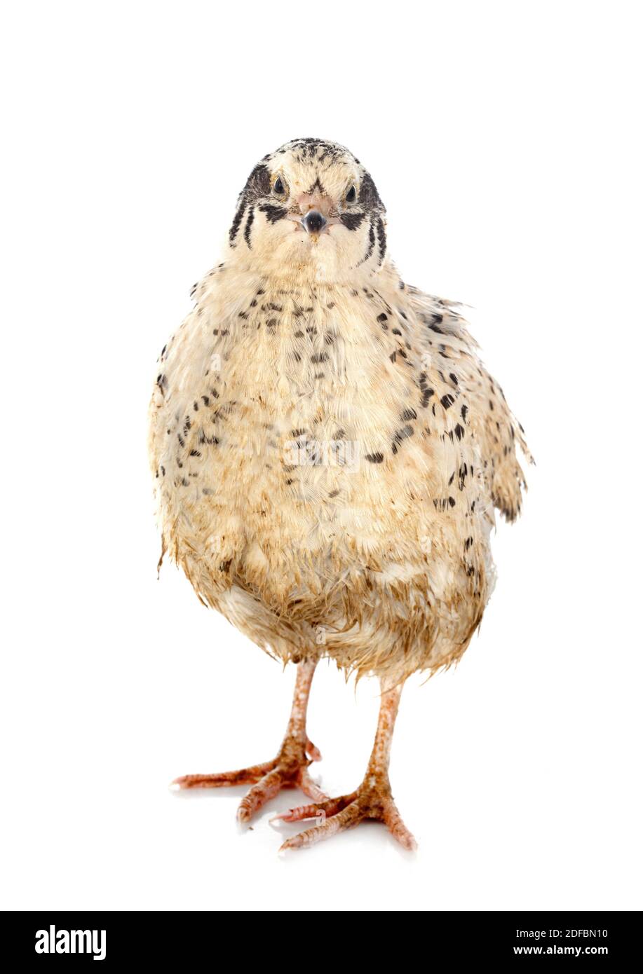 japanese quail in front of white background Stock Photo - Alamy