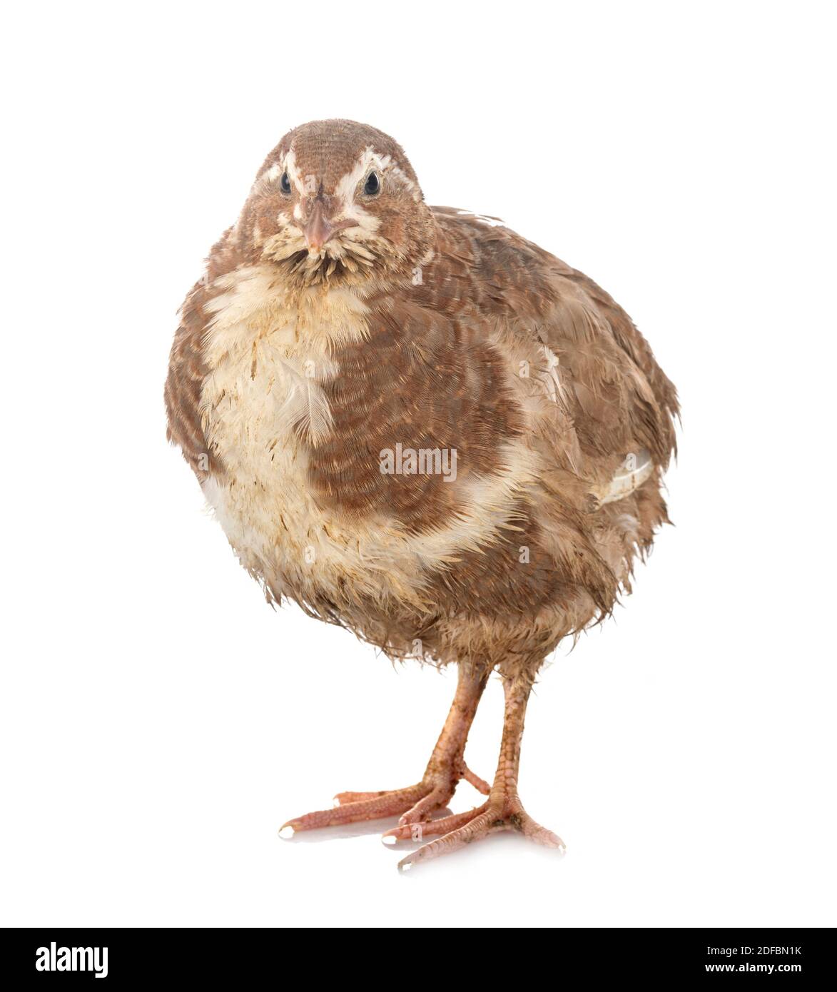 japanese quail in front of white background Stock Photo - Alamy