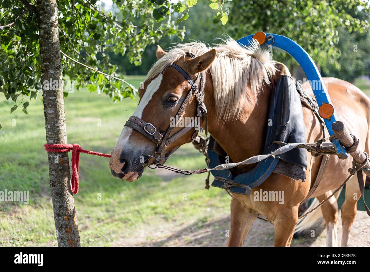 Belarus harness hi-res stock photography and images - Alamy