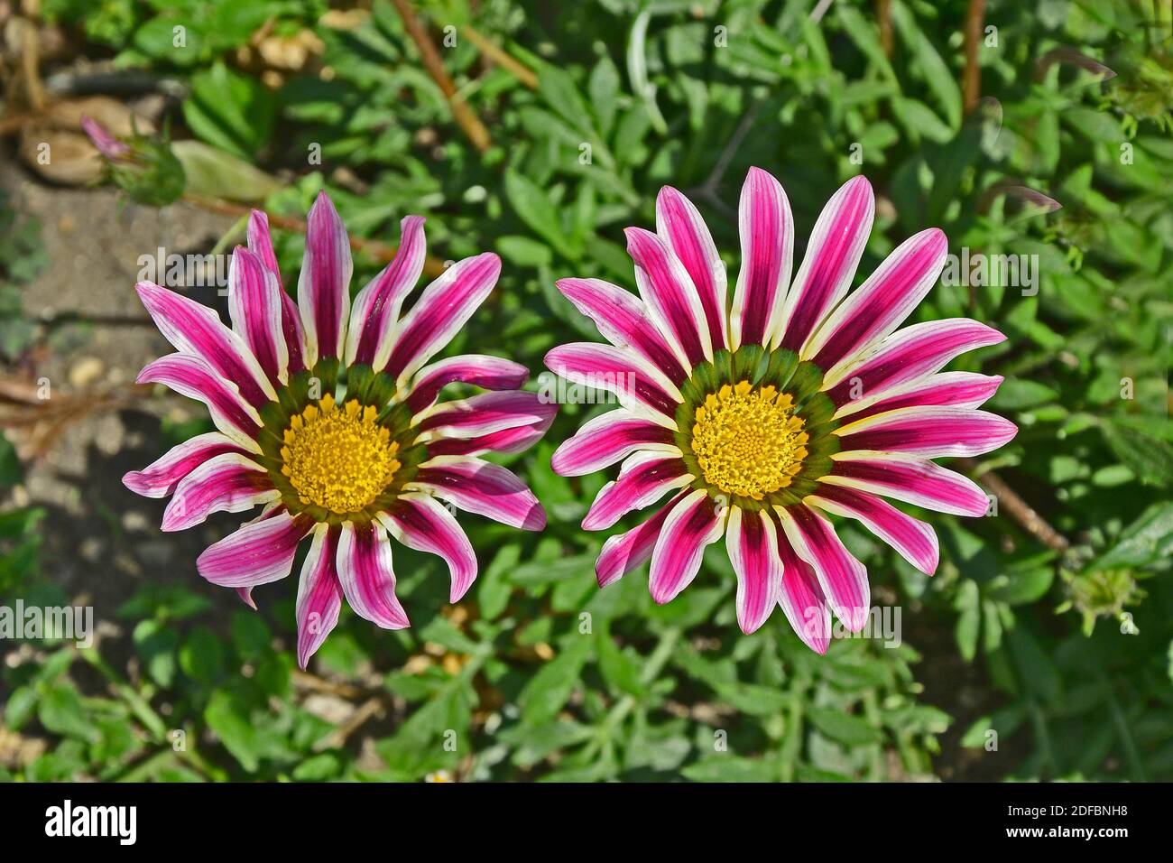 Close up of a garden flower border with colourful Purple and White ...