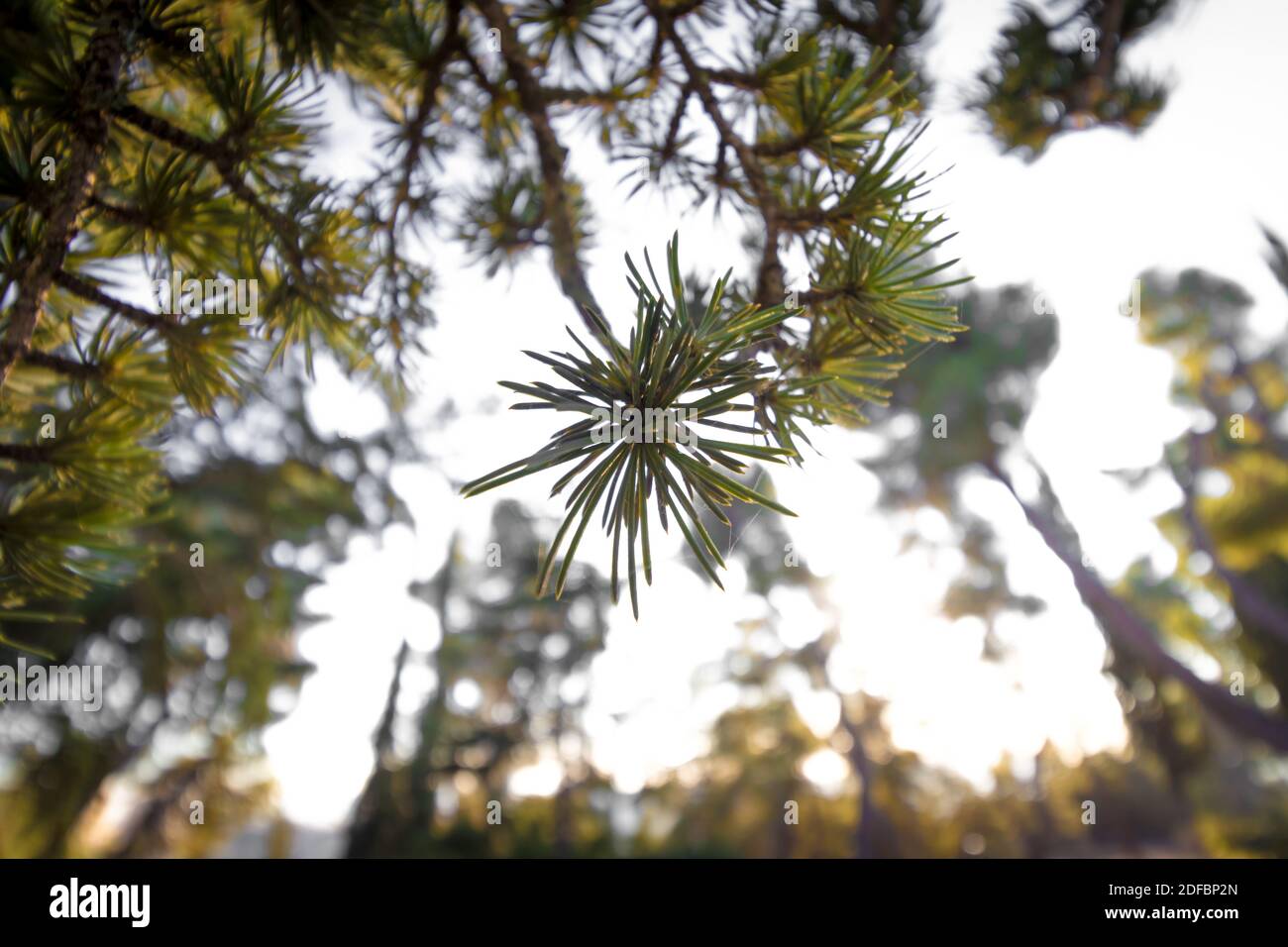 Leaves of a pine tree, on a blurred background, in the Jerusalem Forest ...