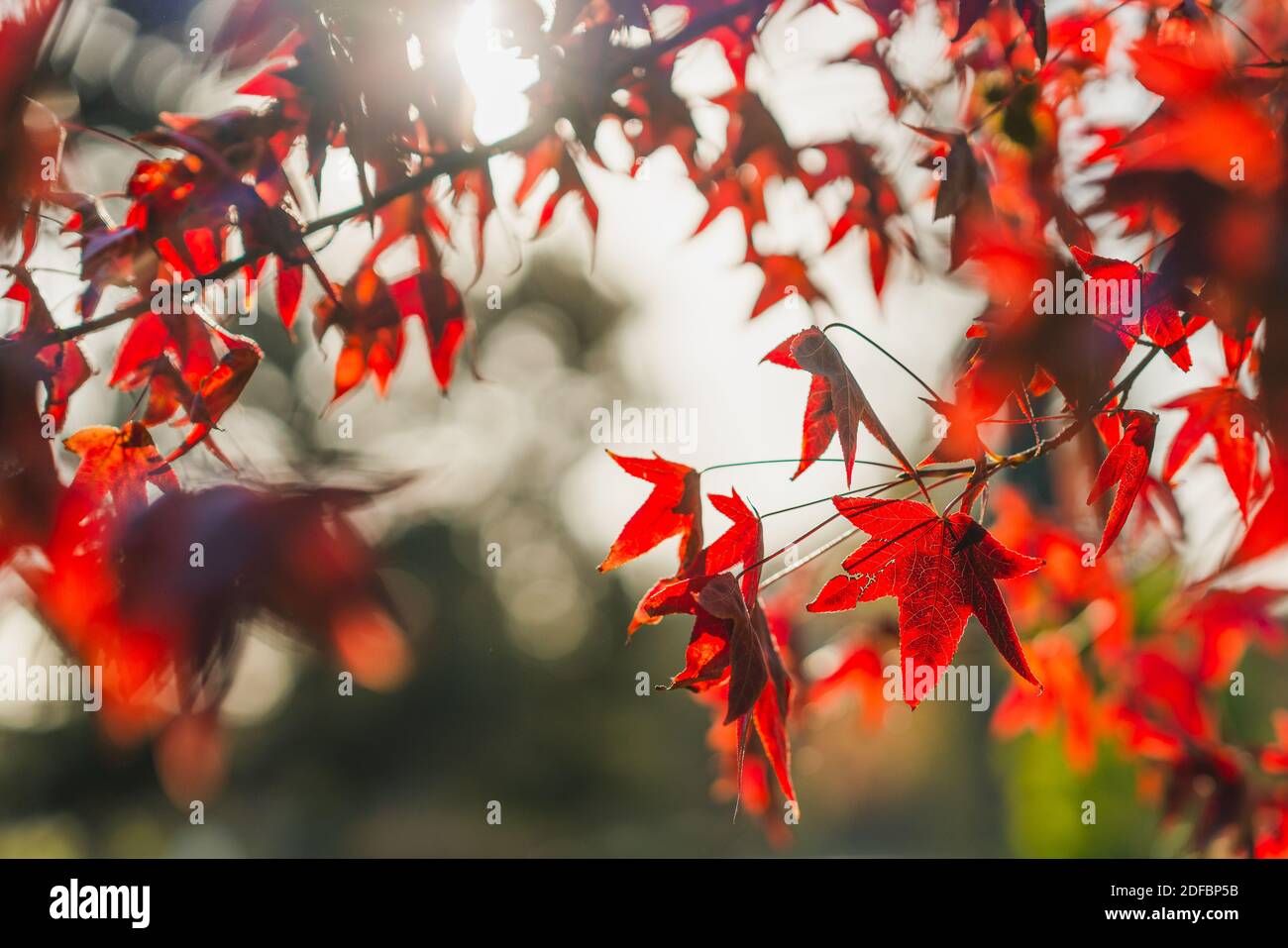 Red blur leaves background hi-res stock photography and images - Alamy