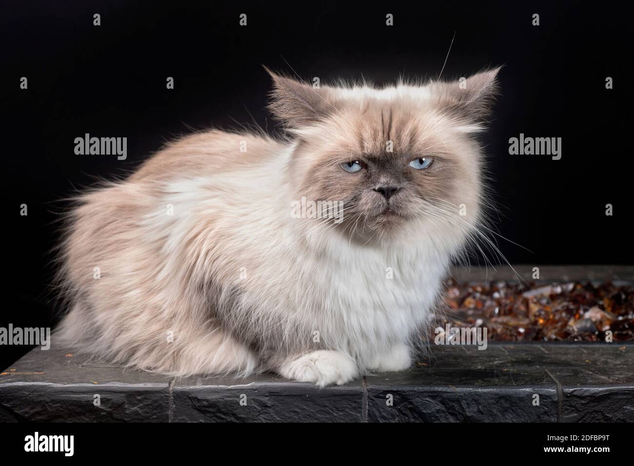 Funny angry looking ragdoll cat with blue eyes Stock Photo - Alamy