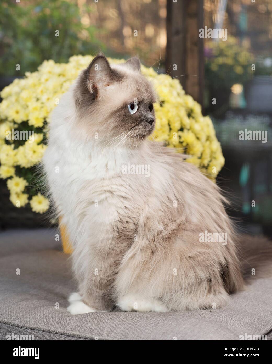 Beautiful ragdoll hi-res stock photography and images - Alamy