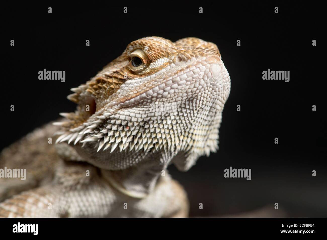 Detail shot of the beard texture of a bearded dragon Stock Photo - Alamy