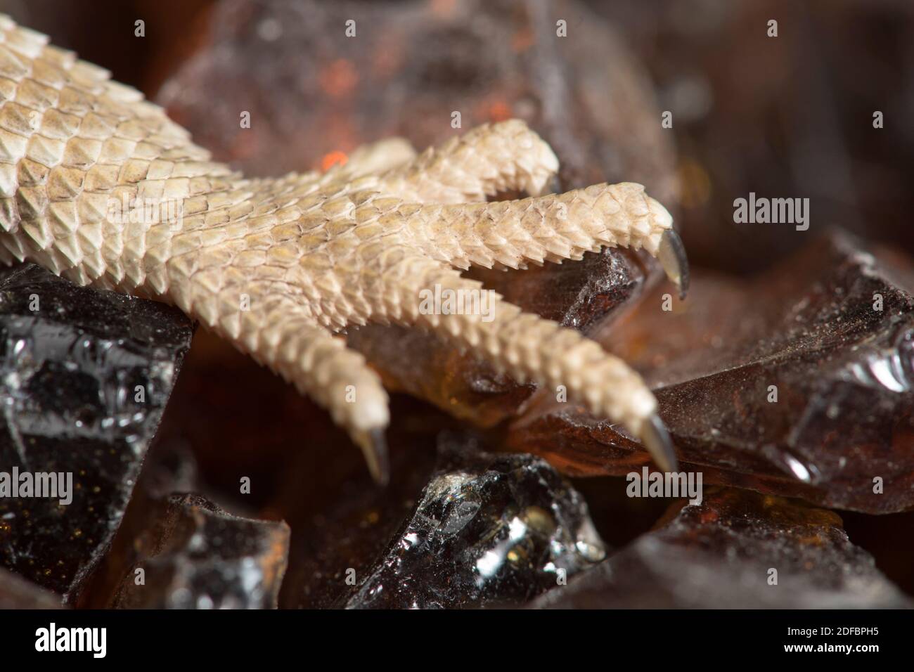 Dragon foot claws hi-res stock photography and images - Alamy