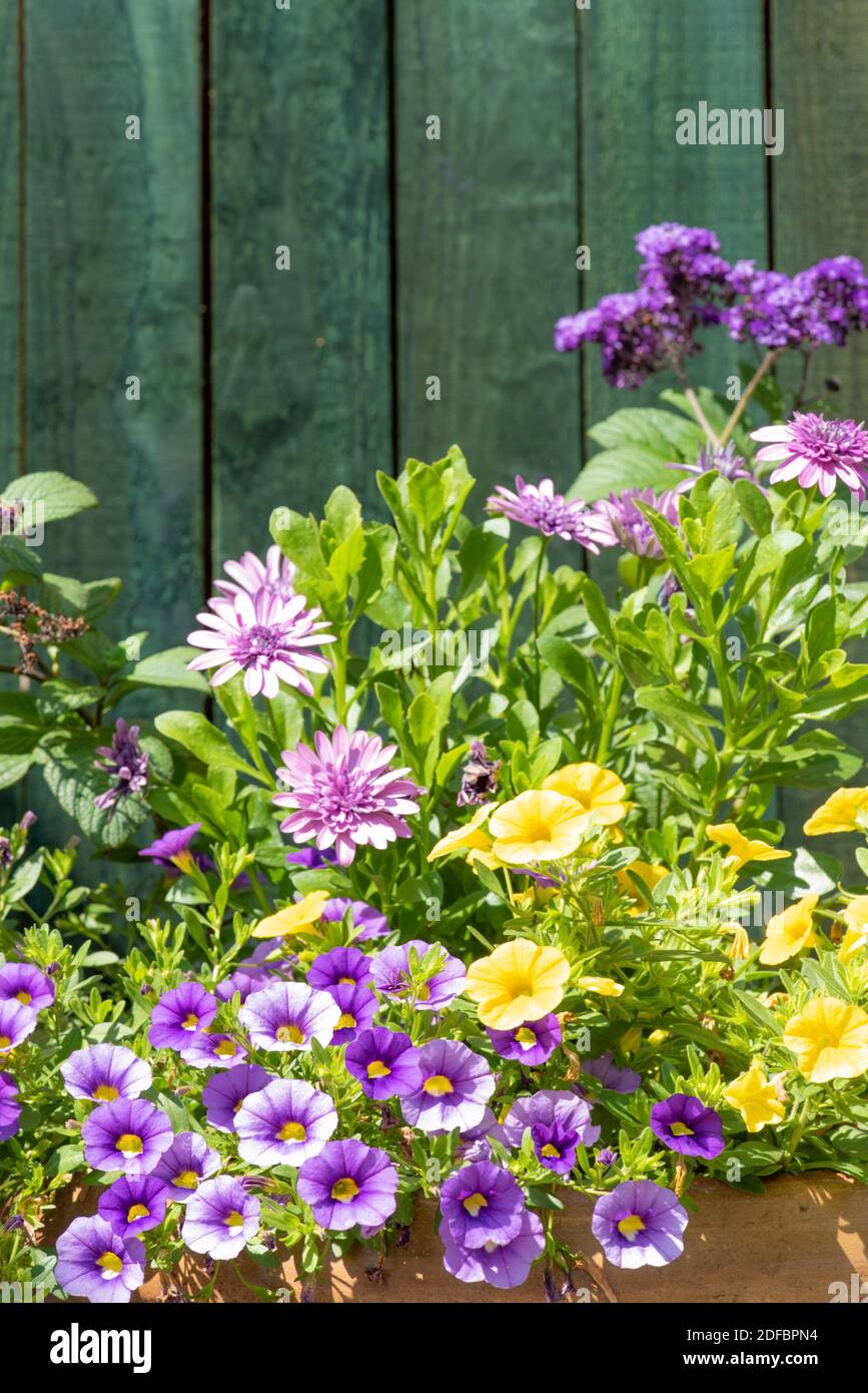 Wooden fence blooming spring hi-res stock photography and images - Alamy
