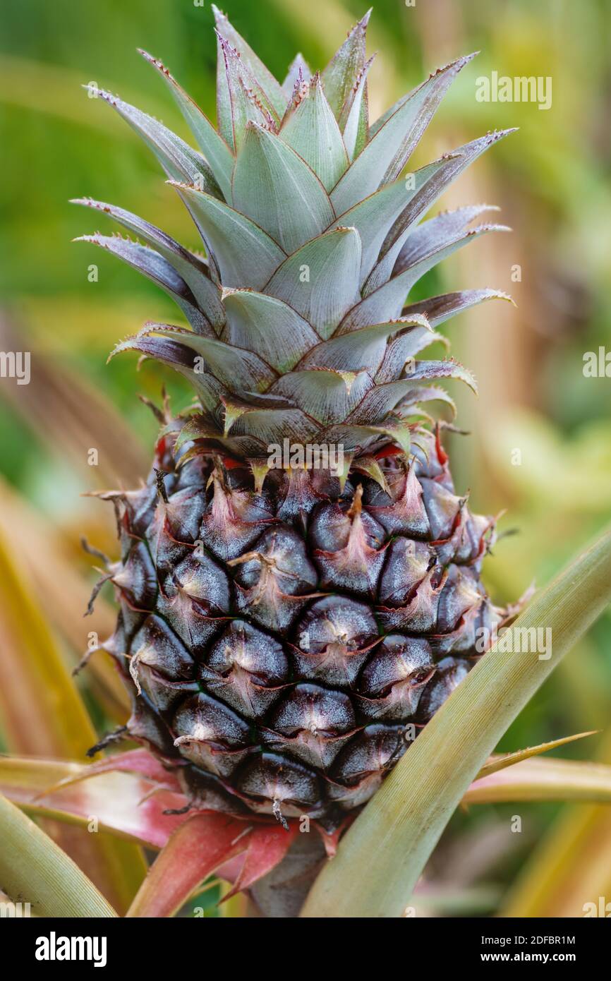 Farming pineapple hi-res stock photography and images - Alamy