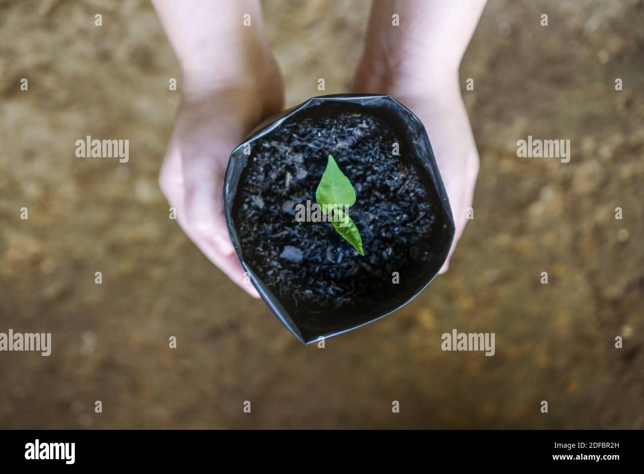 Overhead view of hand holding green plant Stock Photo - Alamy