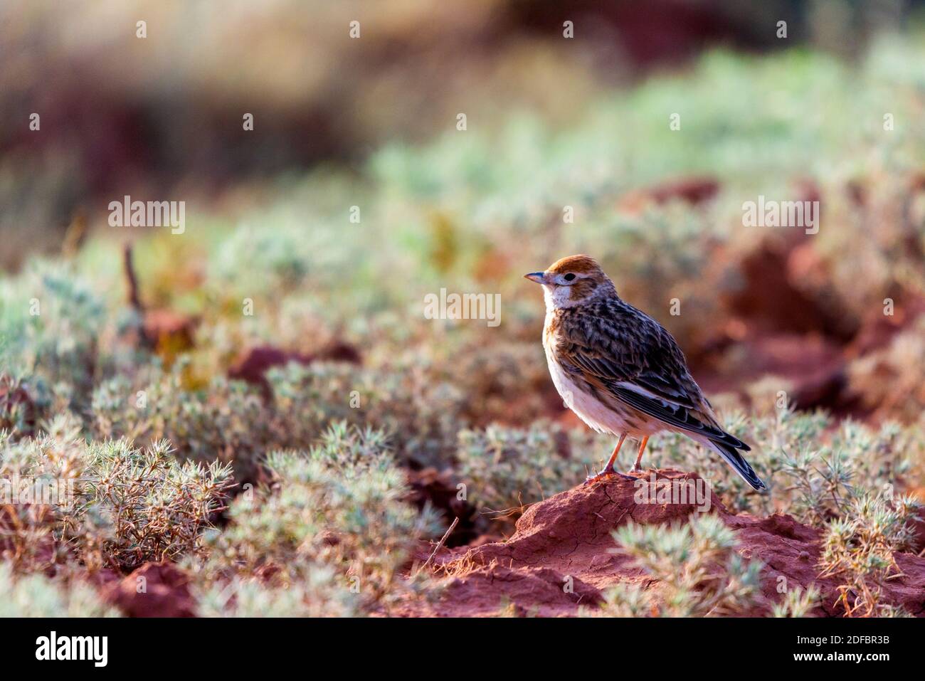 White-winged Lark or Alauda leucoptera sits on ground Stock Photo - Alamy