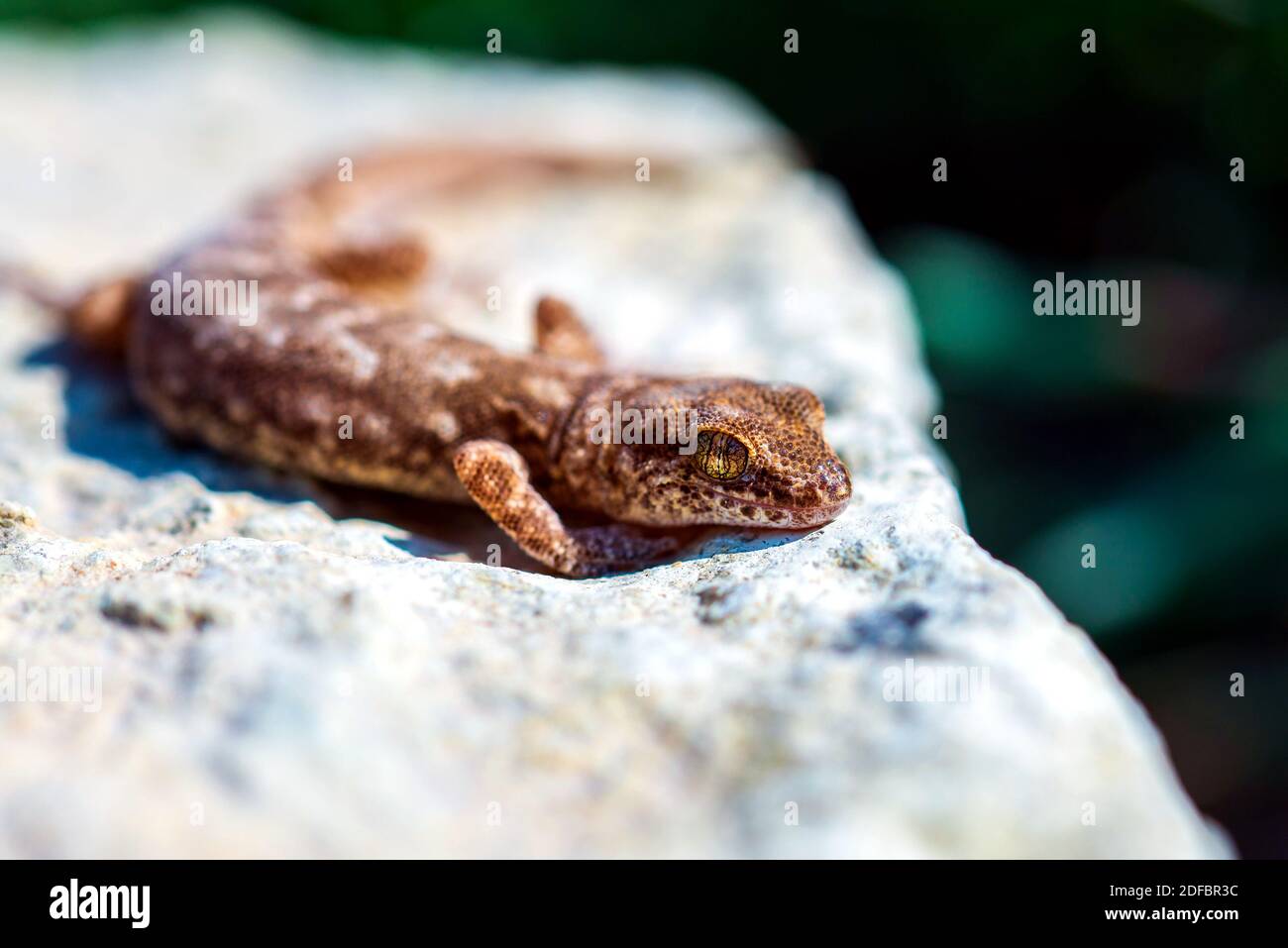 Even-fingered gecko genus Alcophyllex or squeaky gecko in wild nature ...