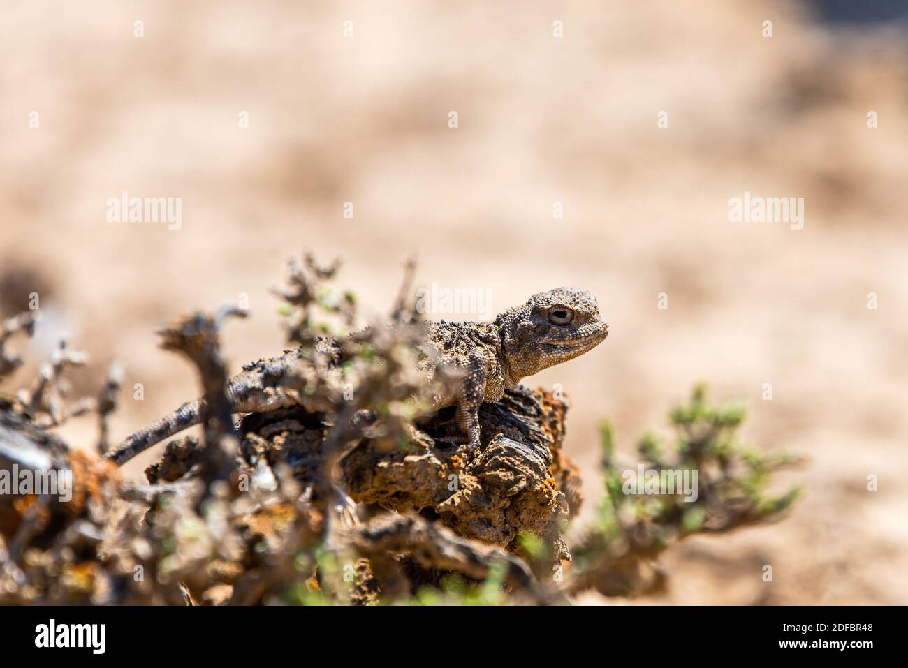 Close portrait of Phrynocephalus helioscopus agama in nature Stock ...