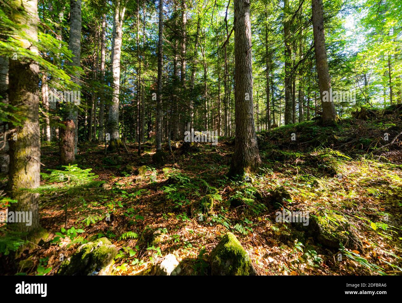 Deep in the forest tall trees and sunlight shines through the leaves ...