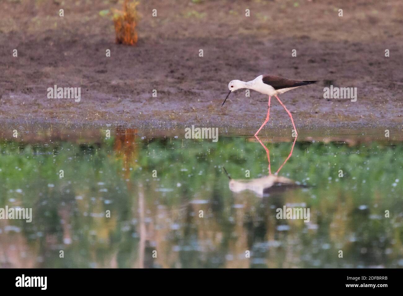 Bird birds stilts feather red hi-res stock photography and images - Alamy