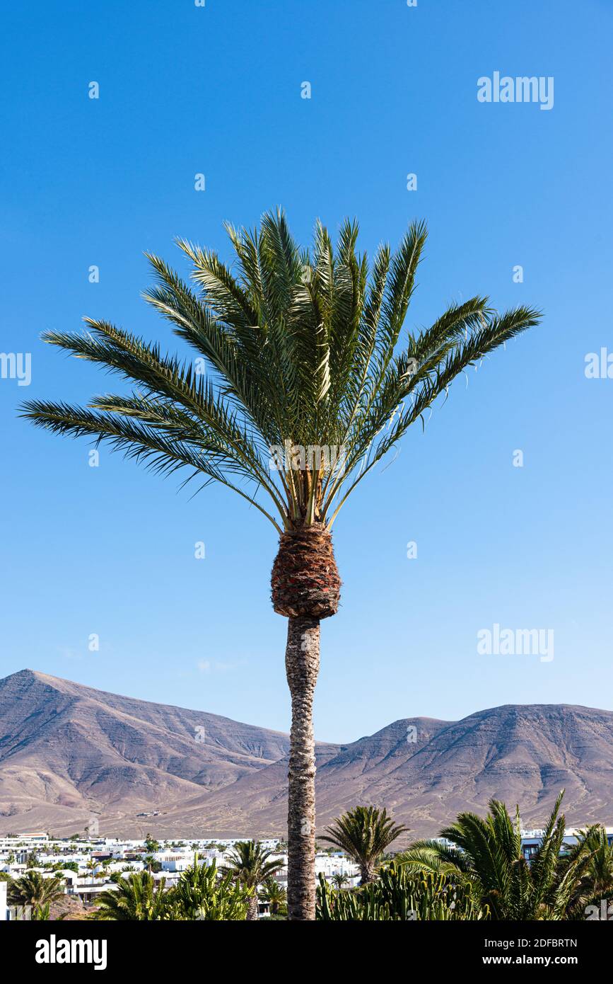 Desert landscape and volcano Pico Relondo unique view, Playa Blanca ...