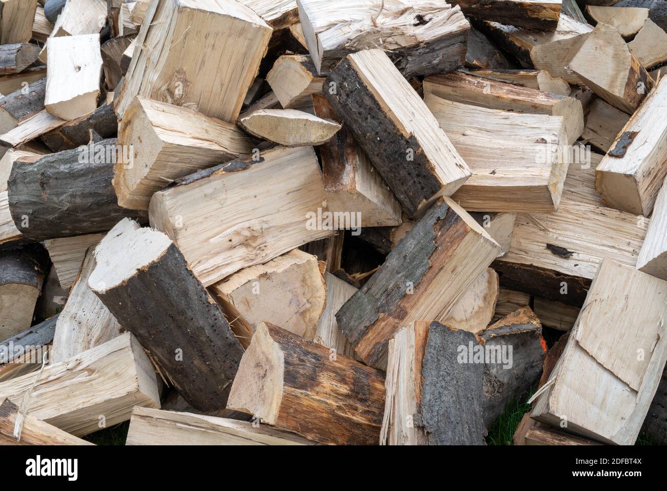 Hornbeam trunk hi-res stock photography and images - Alamy