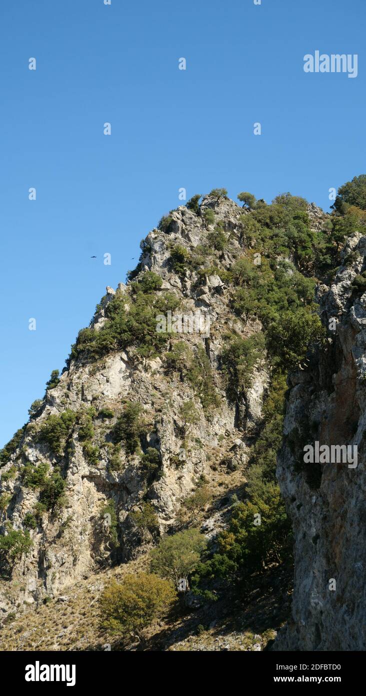 A vertical shot of rocky cliff with trees in Crete, Greece under a blue ...