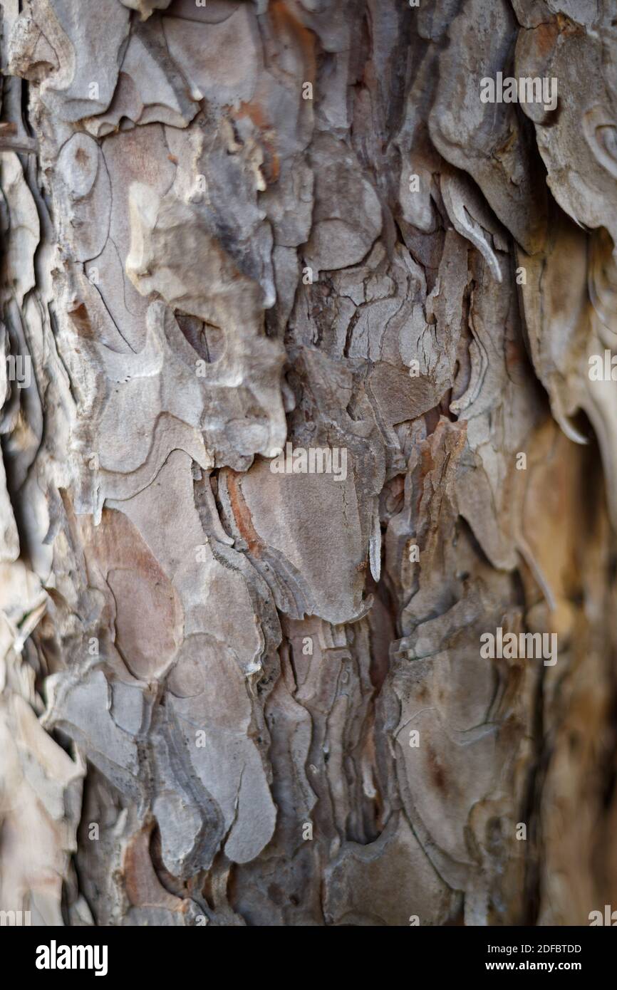 tree bark texture. great background for design Stock Photo - Alamy