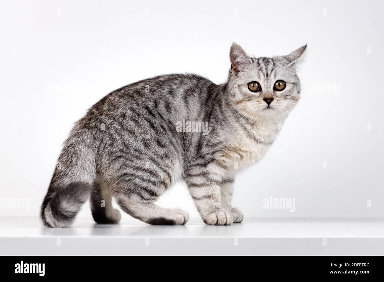Scottish straight cat tabby on white background Stock Photo - Alamy