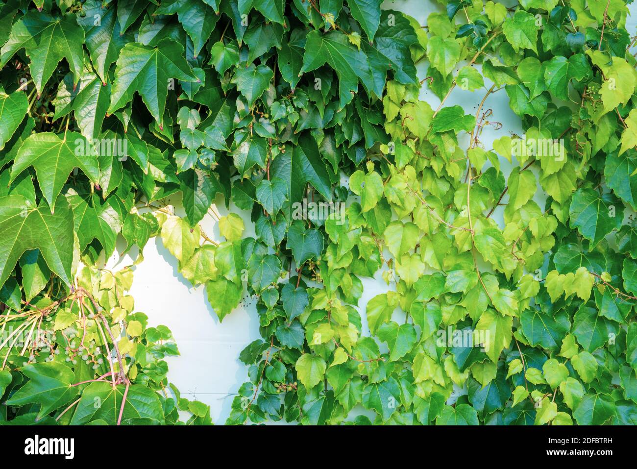 Green ivy on wall of house background Stock Photo - Alamy