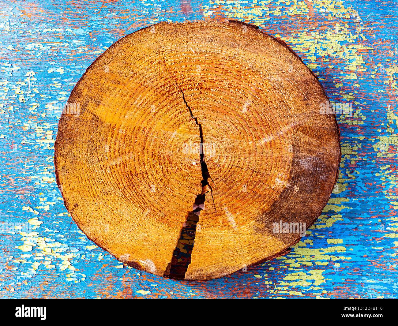 A crack in a cross section of a tree. The texture of a cross section of ...