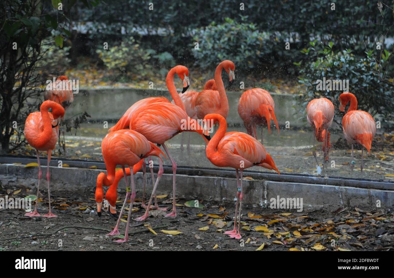 Flamingo in a zoo setting hi-res stock photography and images - Alamy