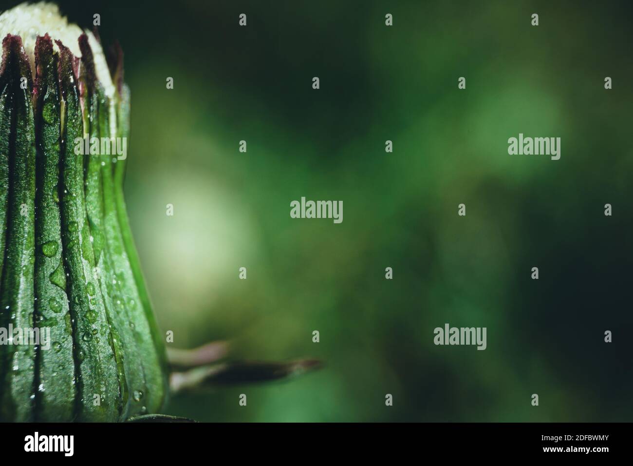 Budding plant isolated hi-res stock photography and images - Alamy
