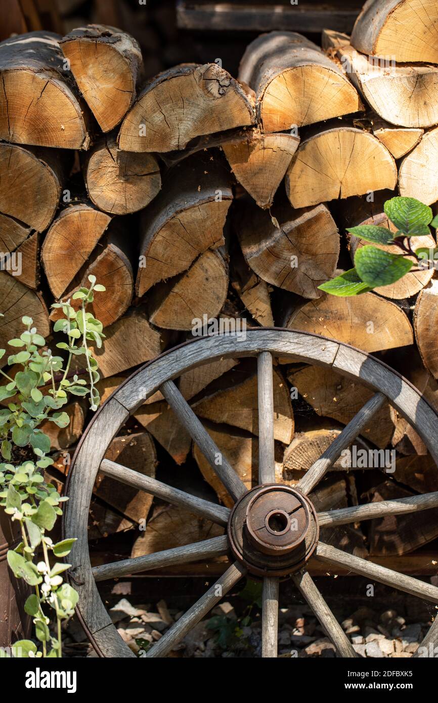 Wooden wheel from an ancient cart standing in front of chopped firewood ...