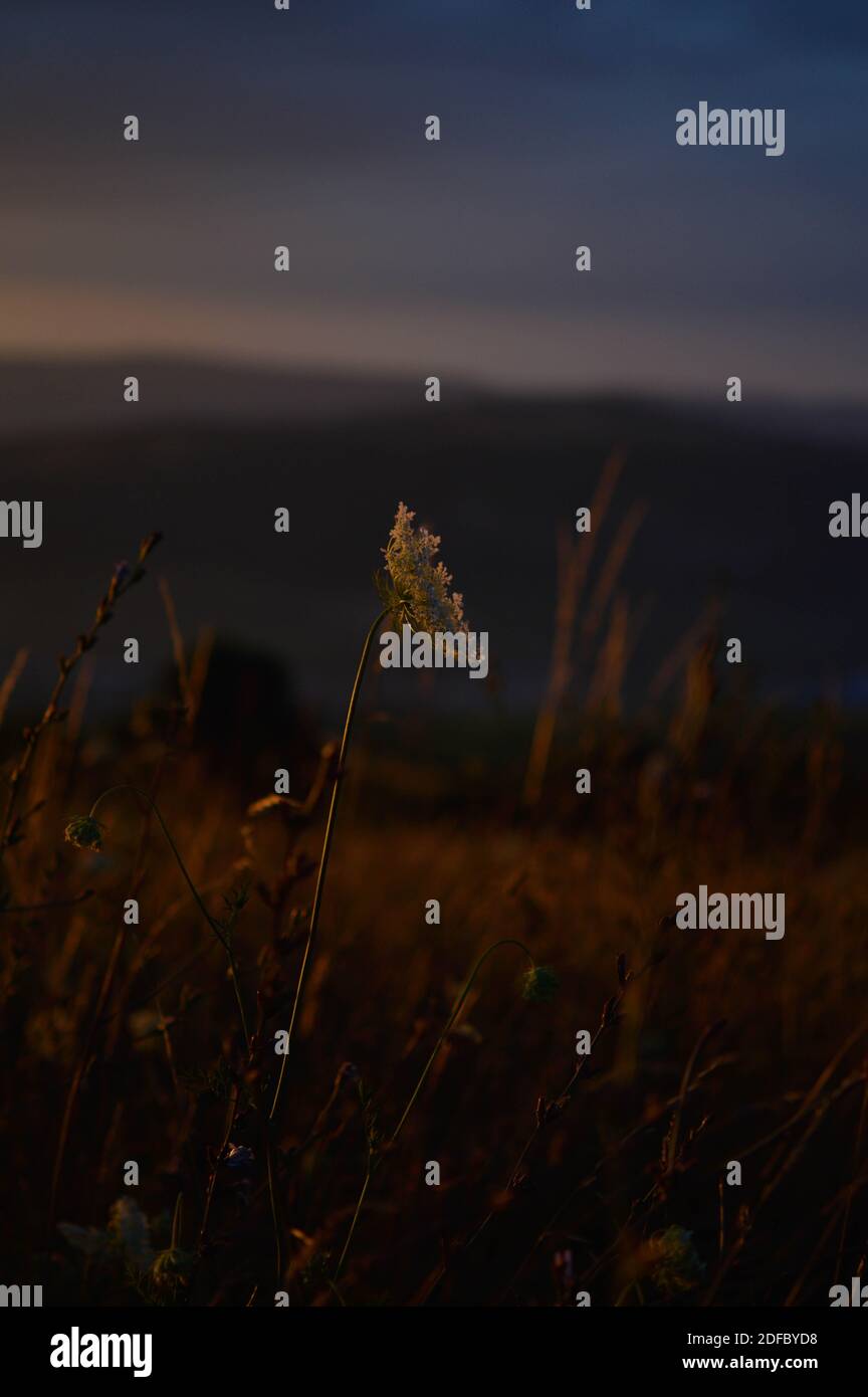 Calm orange light, sunset light field in the sunset. Sun shining ...