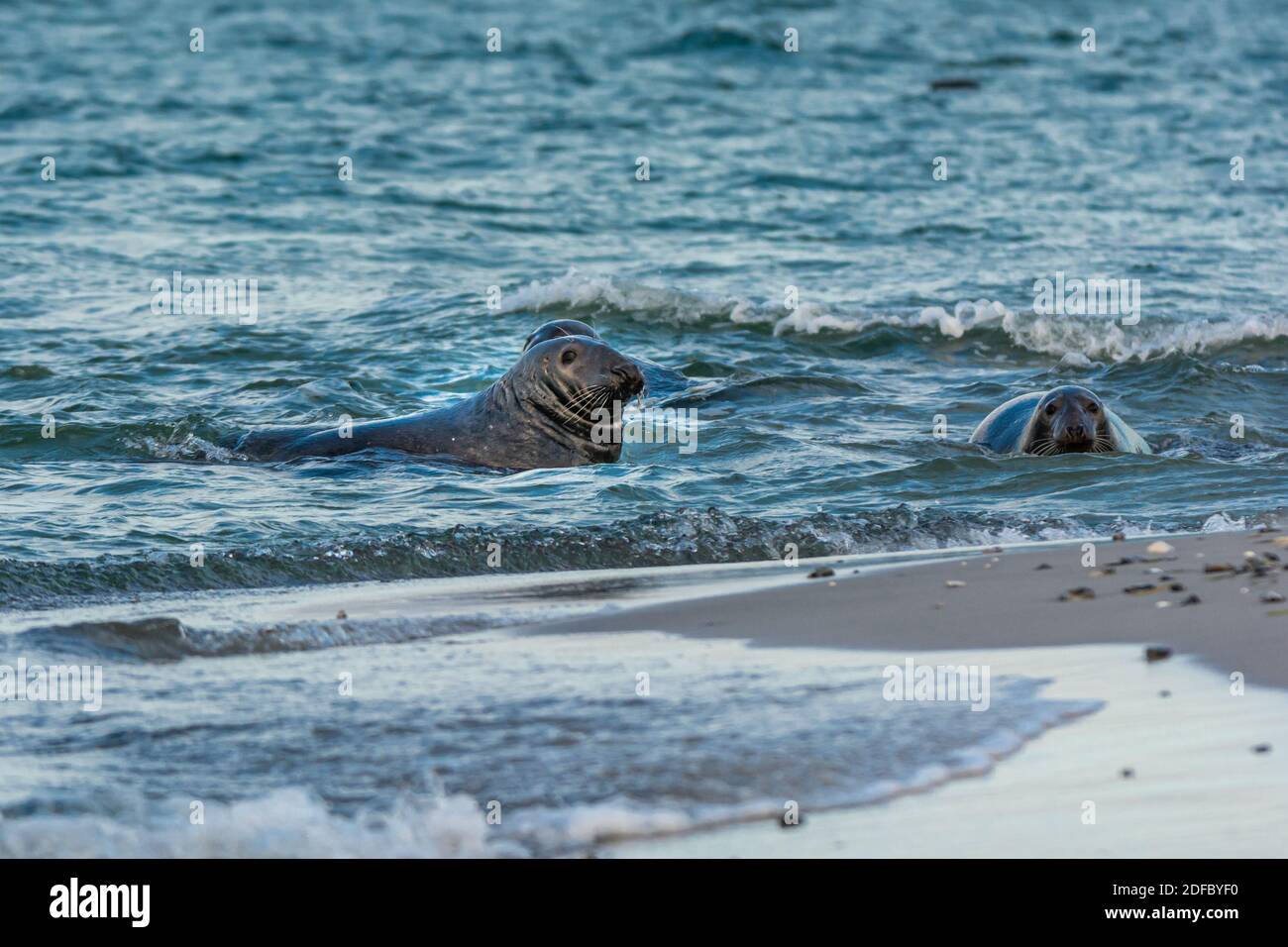 Harbor Seal Swimming