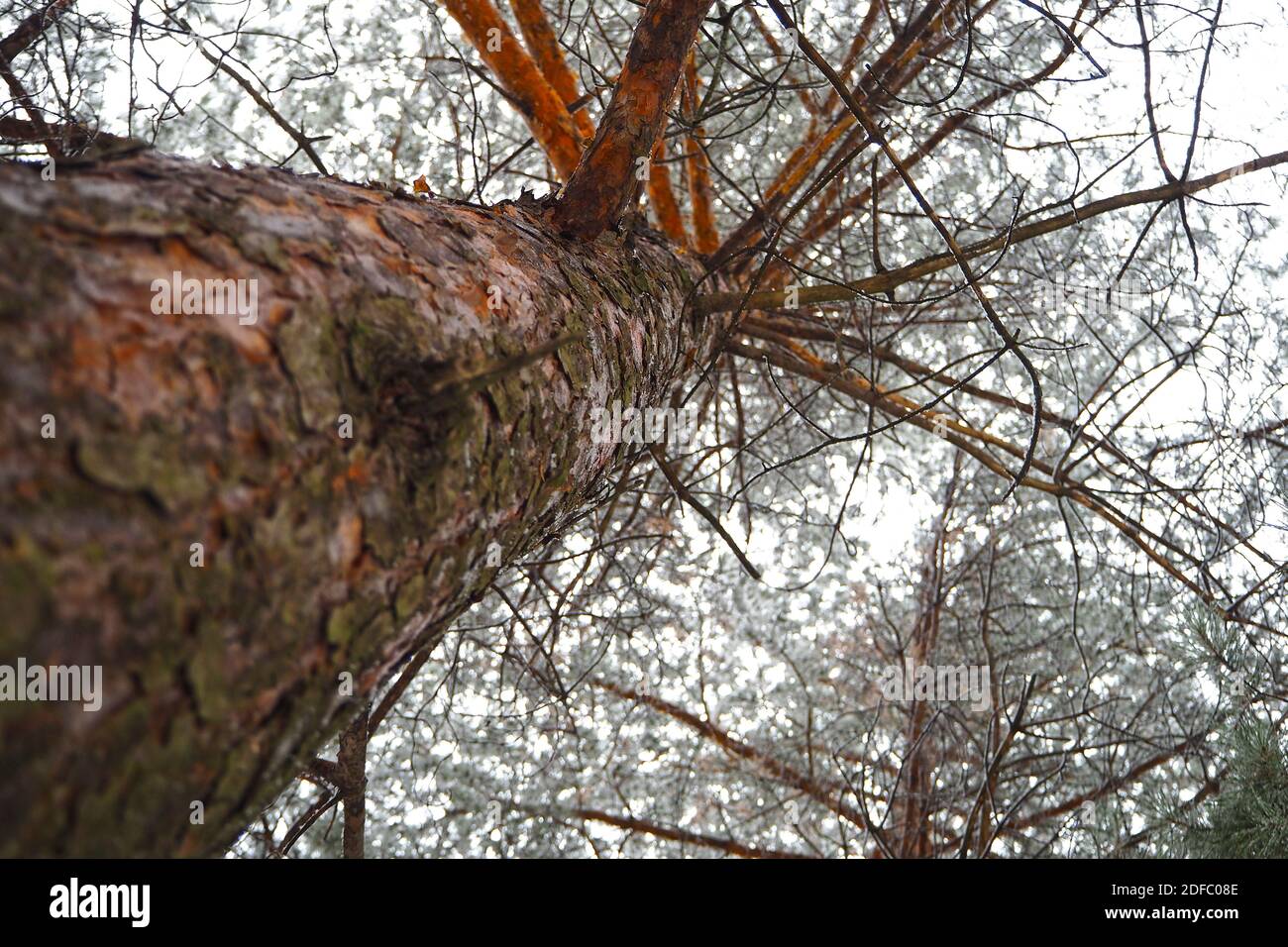 A big mahogany. A large conifer tree in the forest, with the texture of ...