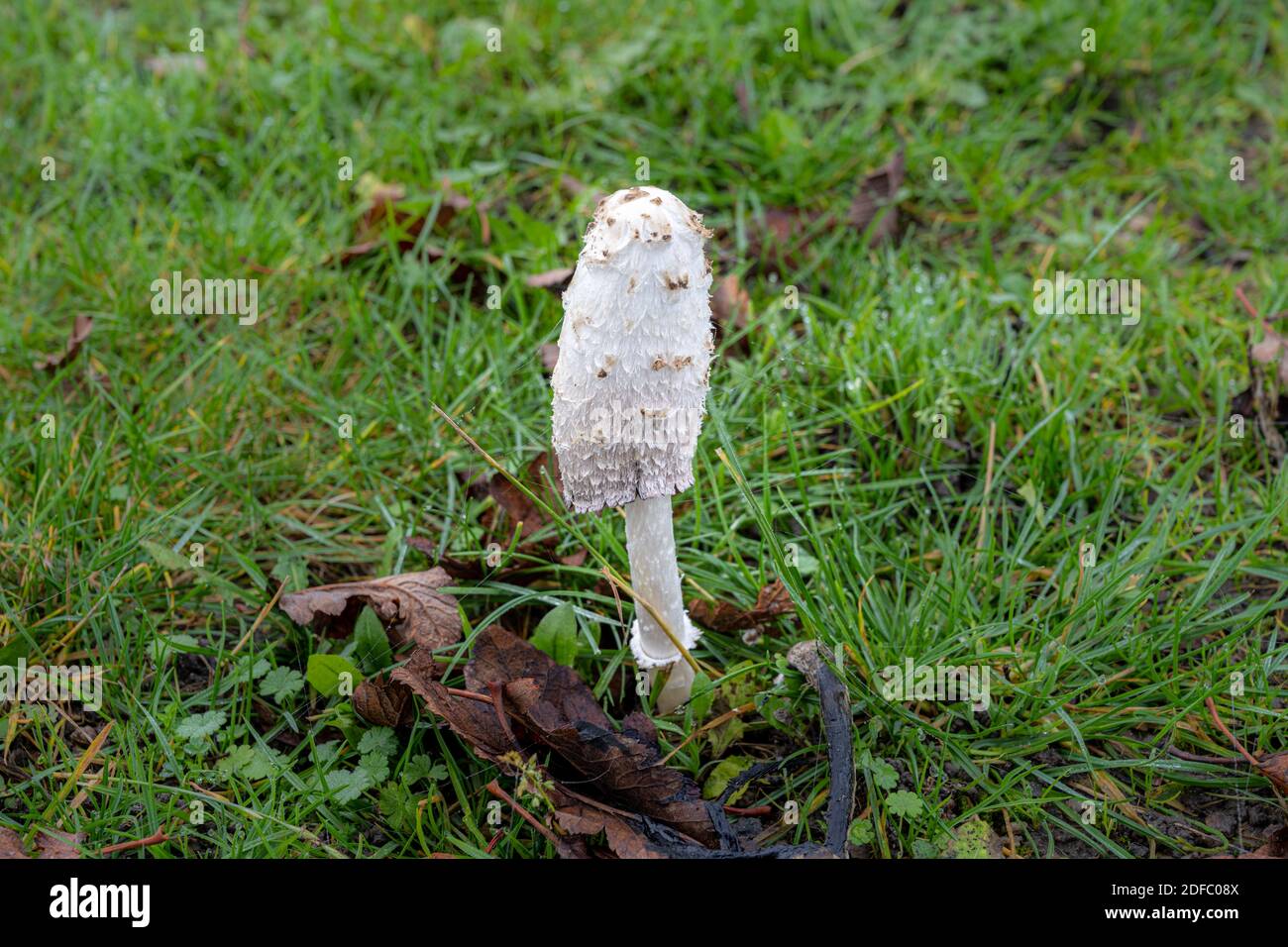White fungus hi-res stock photography and images - Alamy