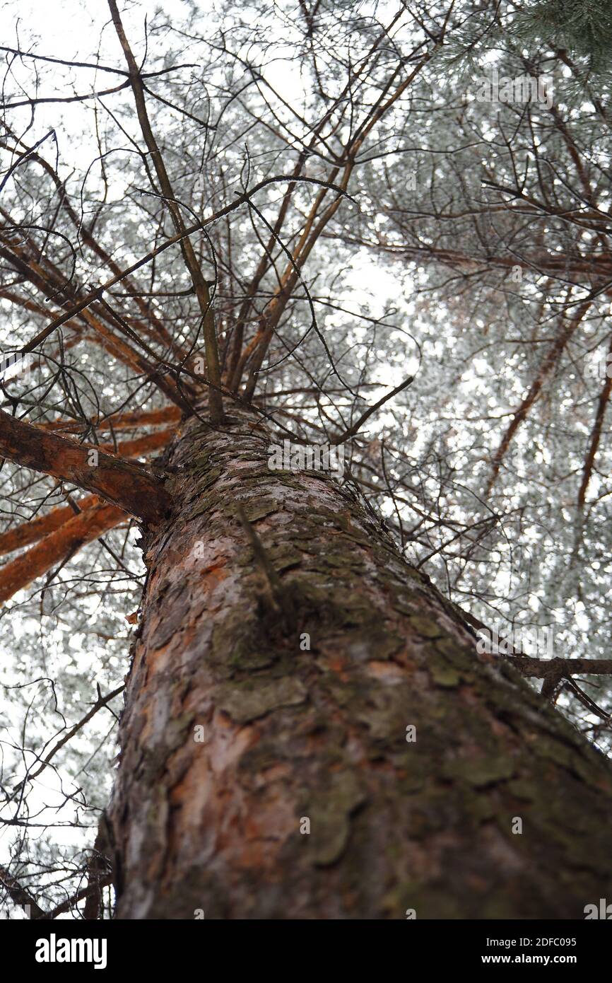 Mahogany Tree High Resolution Stock Photography and Images - Alamy
