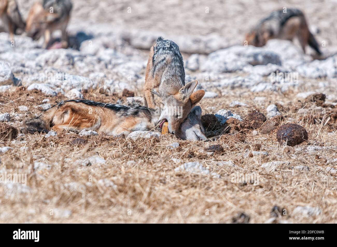 Black backed jackal biting hi-res stock photography and images - Alamy