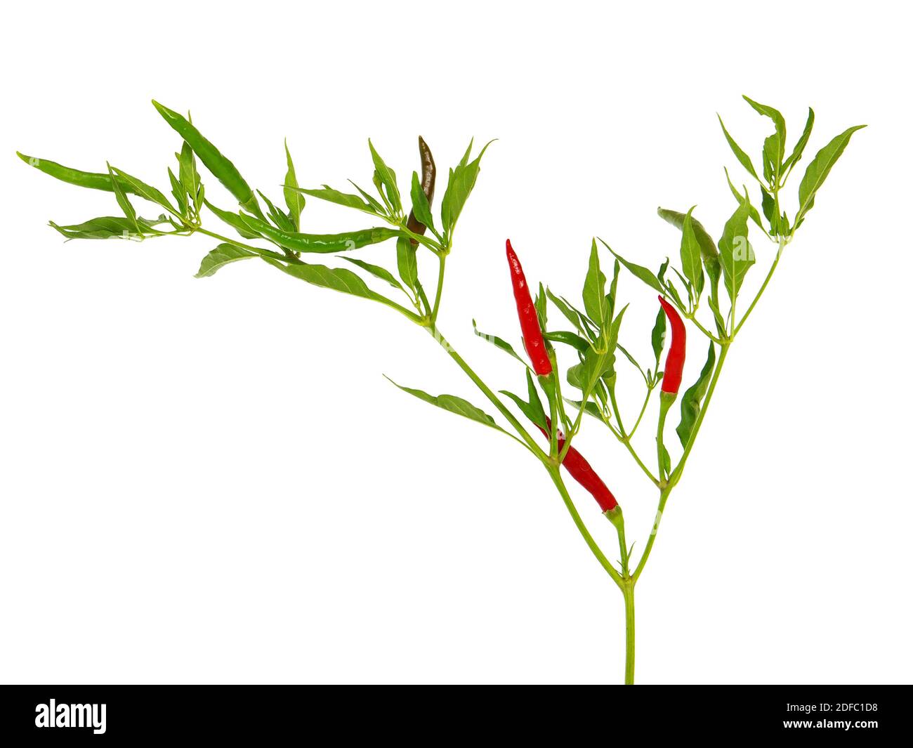 Red hot chili pepper plant isolated on white Stock Photo - Alamy